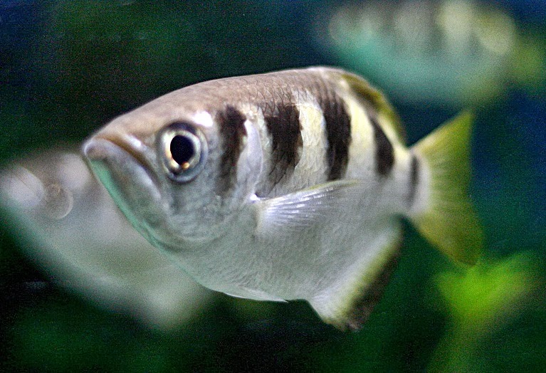 Ikan Asli Indonesia : Ikan Sumpit