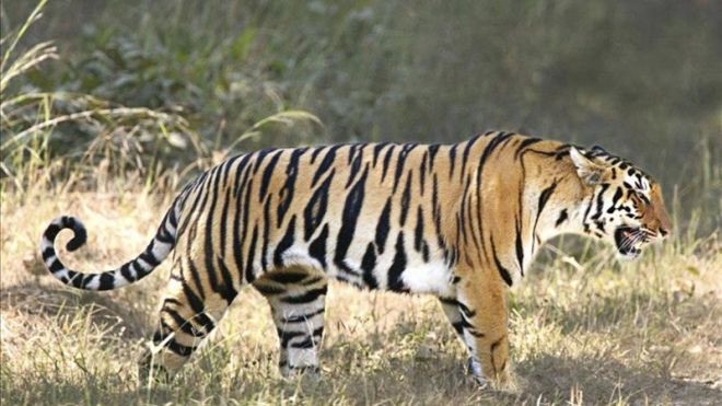 The Circus "NO SPIN ZONE": Escaped Tiger Causes Scare in Northern Mexico
