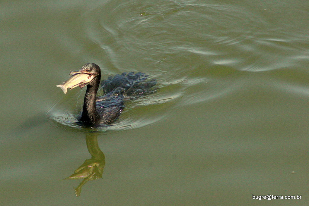 Aves do Pantanal - MarceloBugre: BIGUÁ