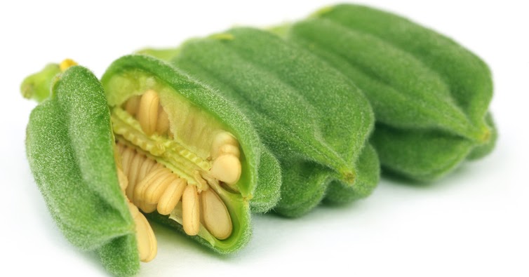 How to Grow Organic Sesame - Kilimo Hai