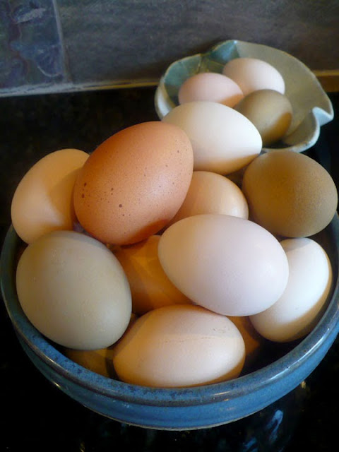 The Enchanted Tree: Variety in the Chicken Coop- Fun Egg Colors.