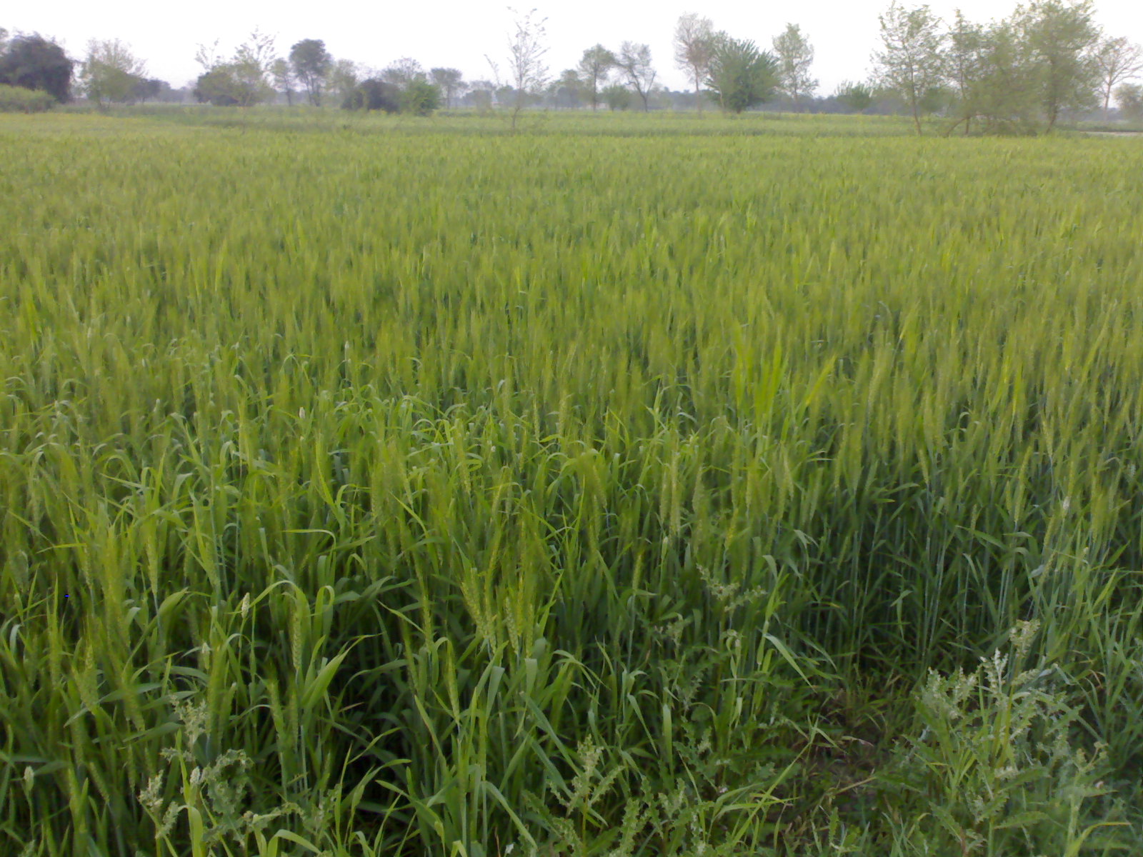 VEHARI IS BEAUTIFUL CITY OF PAKISTAN: FAMOUS VILLAGES IN VEHARI