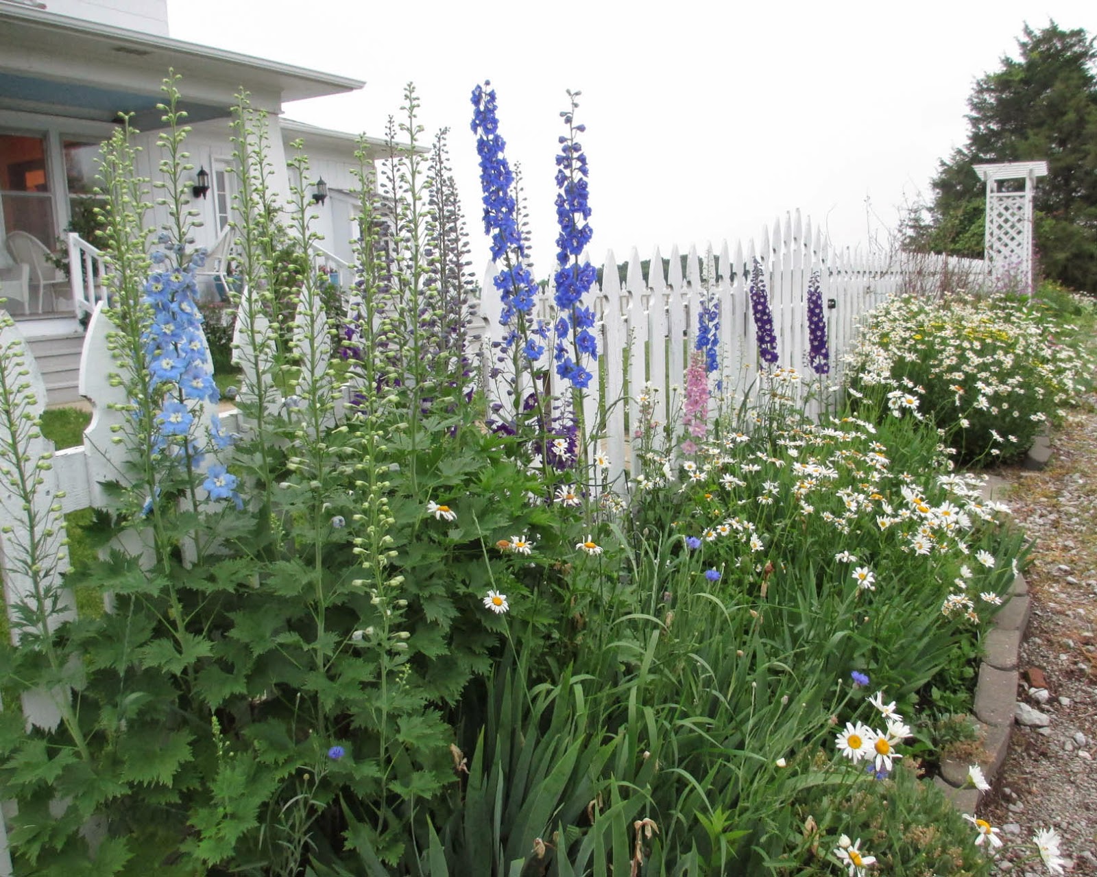 Garden Fancy: June 2014