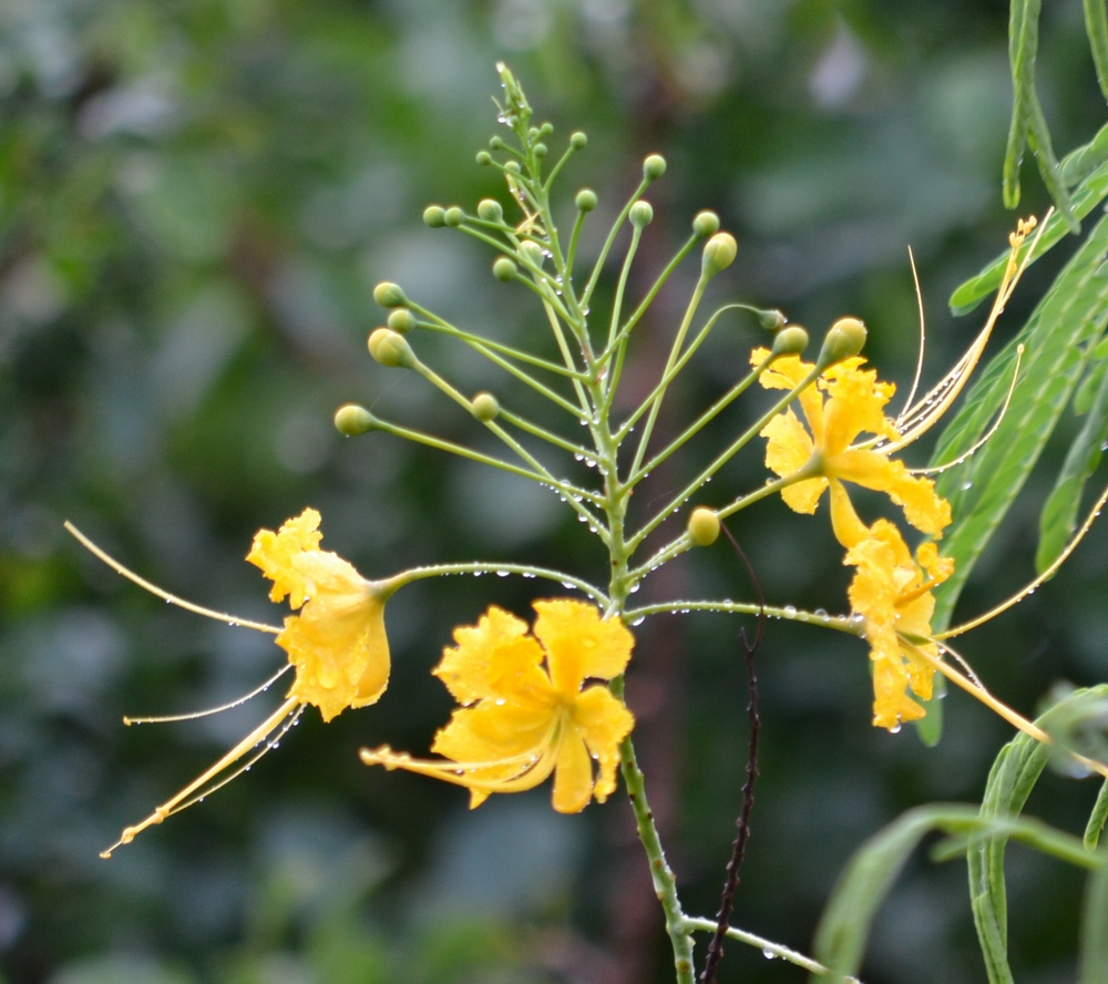 Hiking Curaçao - Flora and Fauna: Oleander, Tuturutu and Dividivi tree