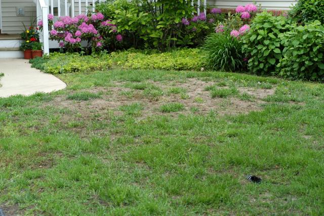 Greener Solutions Lawn and Landscape: Caring For Your Lawn In The Summer