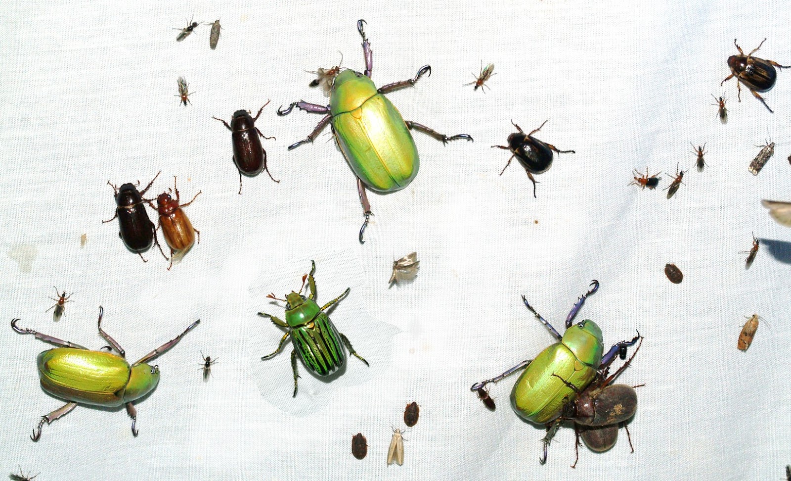 Arizona: Beetles, Bugs, Birds and more: Monsoon in the Santa Ritas ...