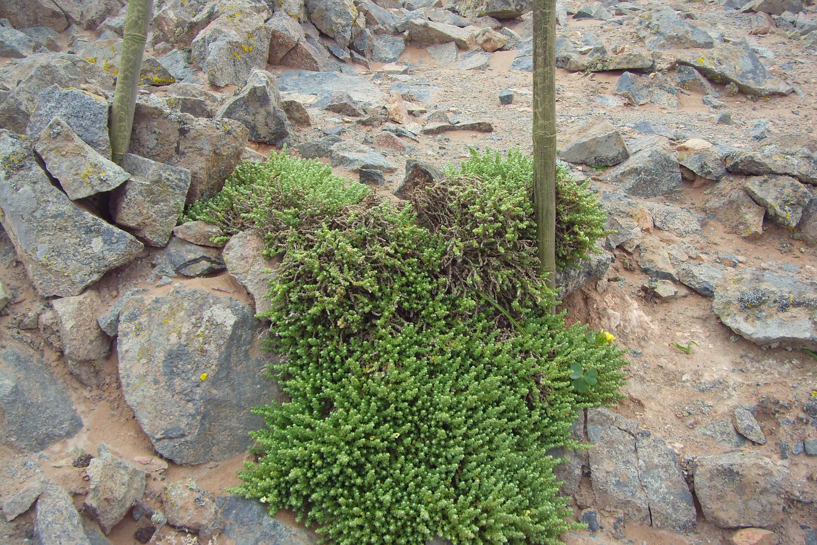 Eco-antropología: El oasis de niebla de Alto Patache: esplendor ...