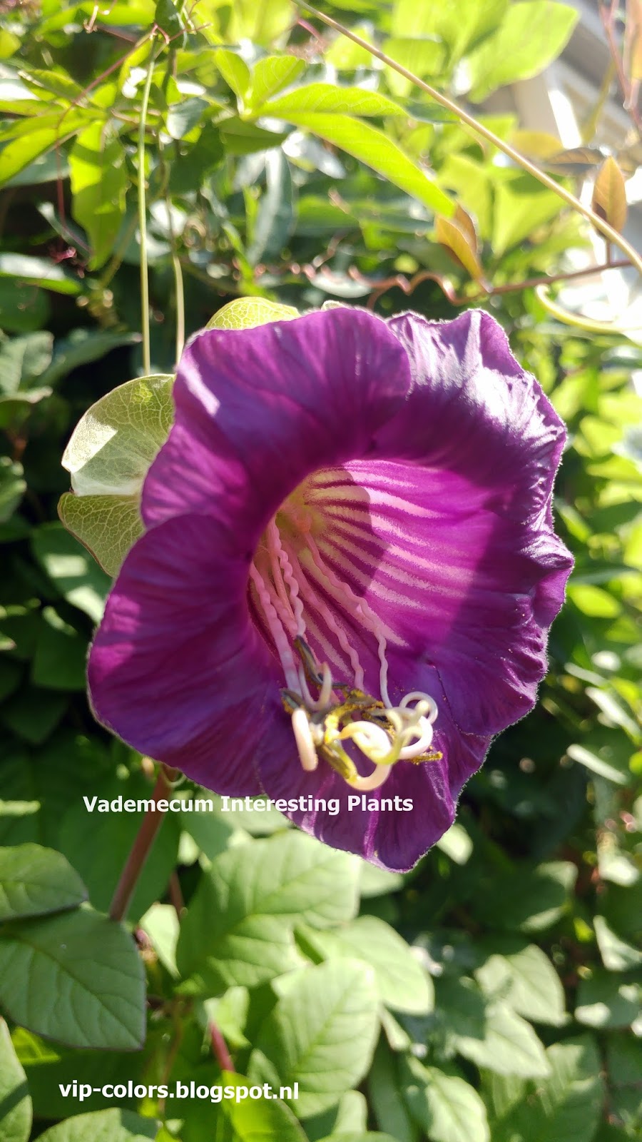 Vademecum Interesting Plants: Cobaea scandens - Kobea pnąca, sępota ...