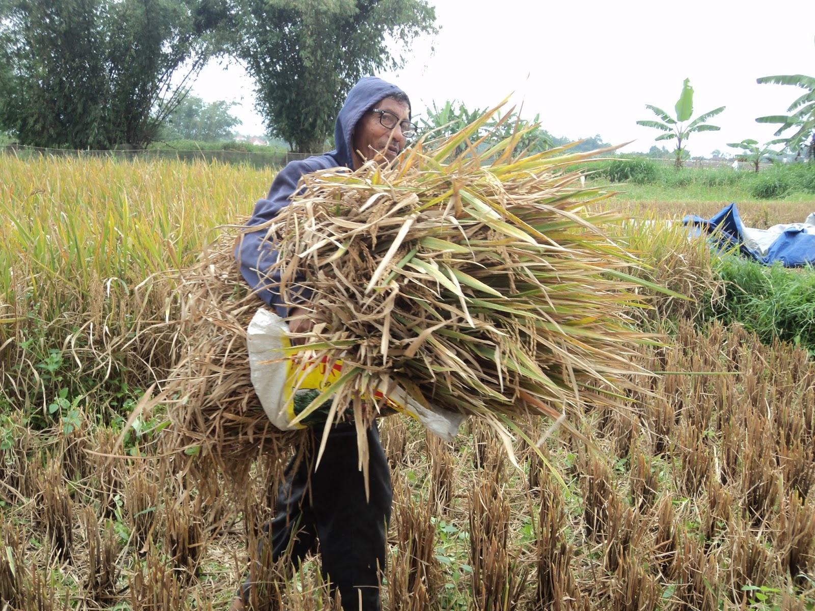 Deddy Alfianto: Menghitung kehilangan (losis) panen padi