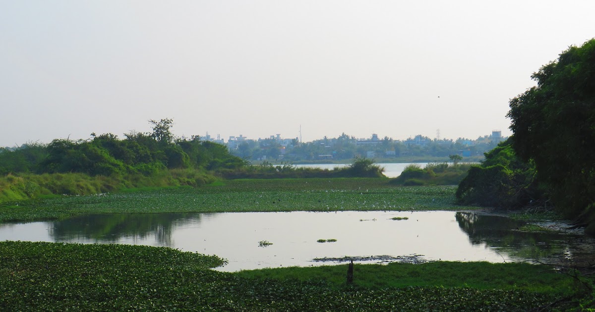 Perumbakkam Lake (Waterbodies of Chennai - 53)