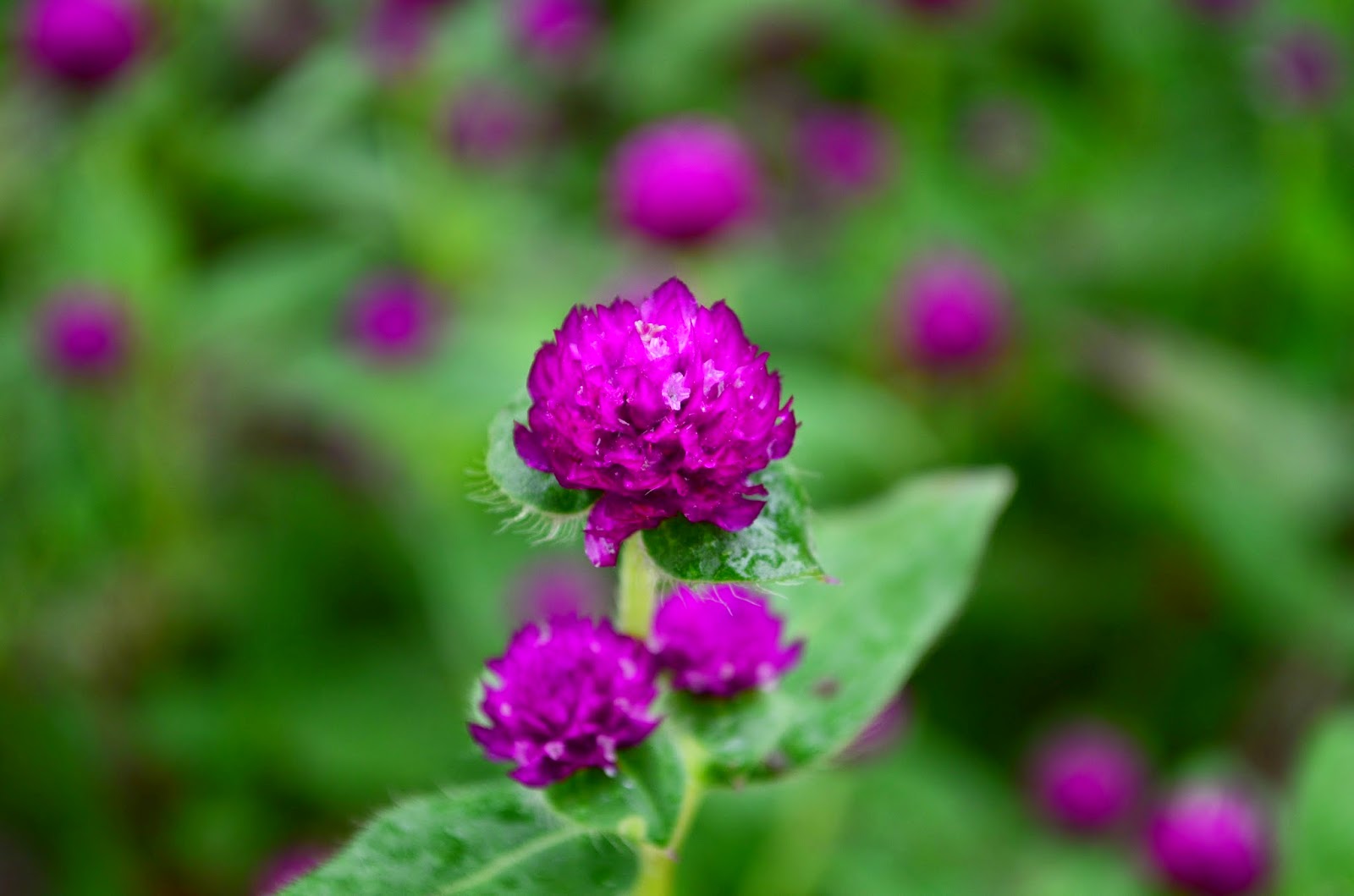 Mindanao Today: The KJC Prayer Mountain, Tamayong, Davao City