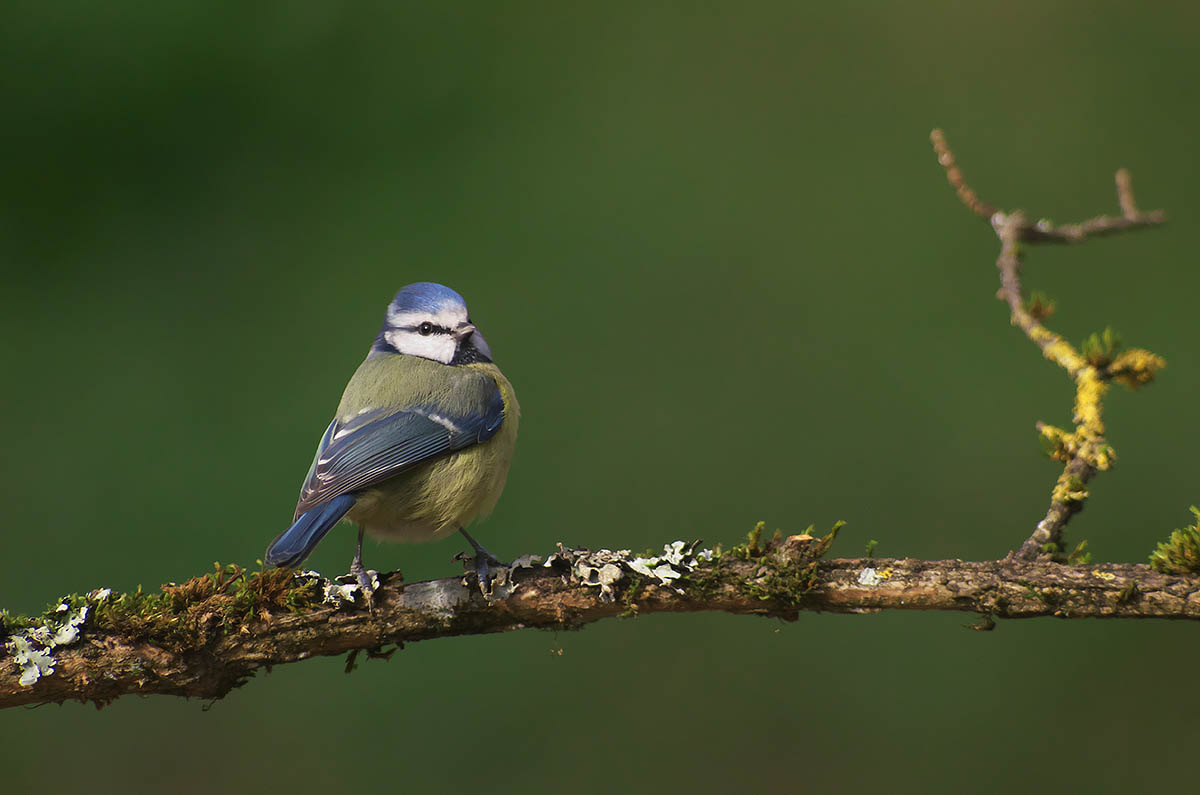 Riserva Naturale Regionale e Oasi WWF dei Ghirardi: Capanno fotografico ...