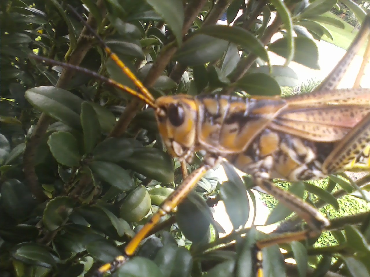 Report from the Florida Zone: Florida's Giant Grasshoppers