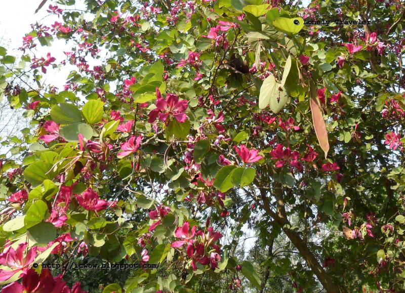 Rokto Kanchan Ful(রক্ত কাঞ্চন ফুল) - Bauhinia variegata