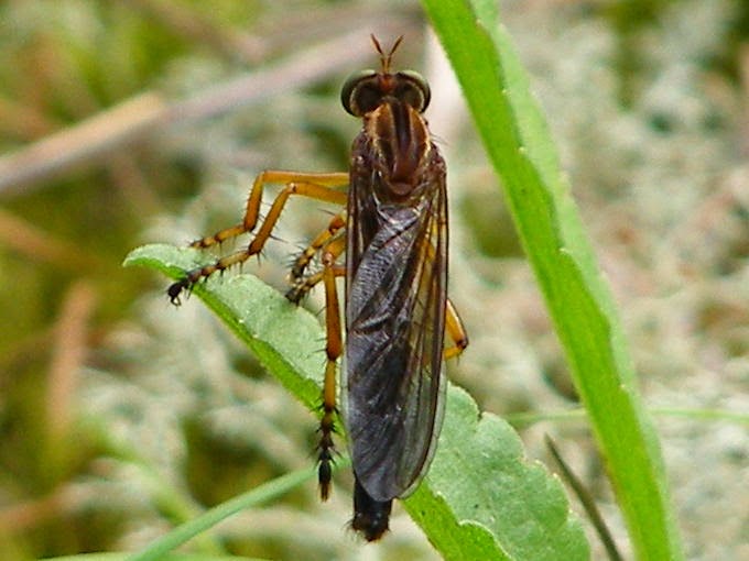 Blue Jay Barrens: Robber Flies