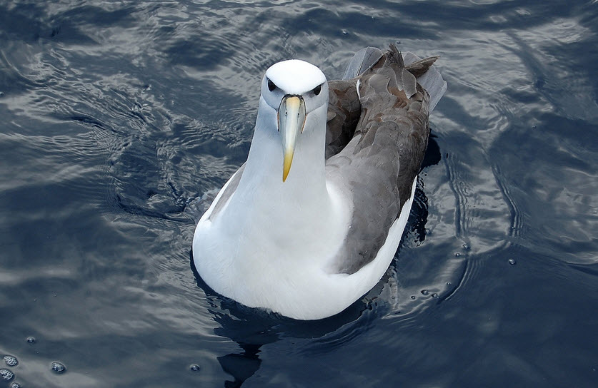 Albatross | The Biggest Animals Kingdom