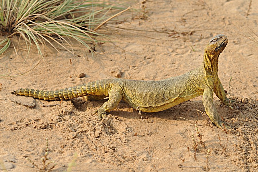Birds of Saudi Arabia: Arabian Spiny-tailed Lizard - Sabkhat Al Fasl
