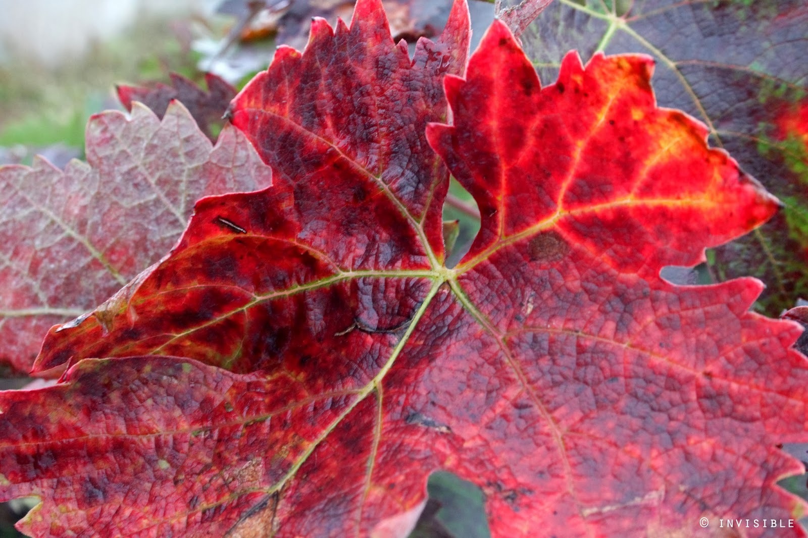 Dr. Luis B. GUERRERO CABRERA: VID ROJA o VITIS VINIFERA o PARRA DE UVAS