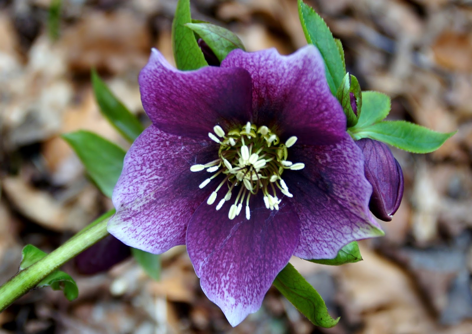 Plant Profile: Hellebores