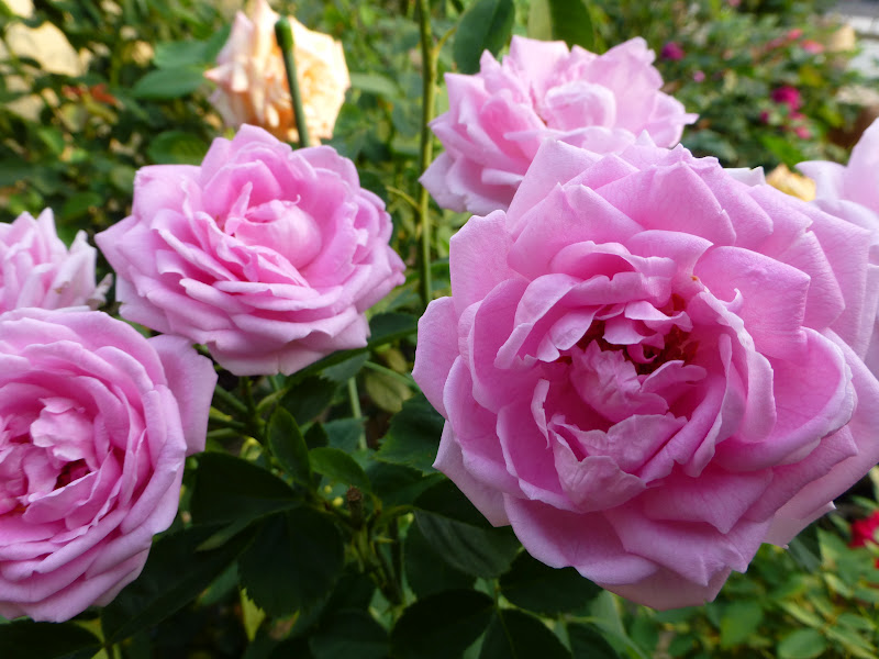 RESEPI NENNIE KHUZAIFAH: ROS KAMPUNG a.k.a DAMASK