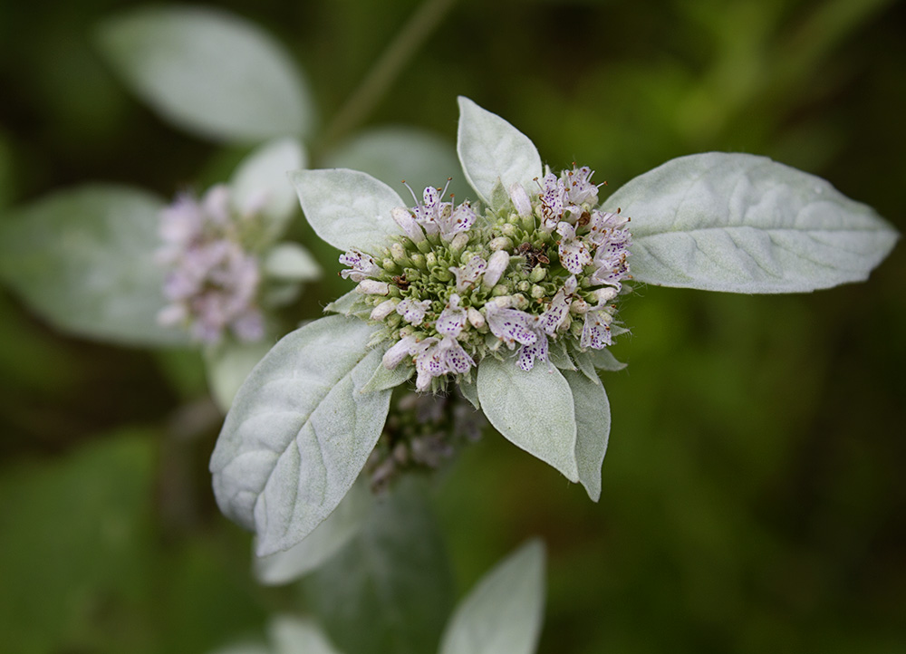 Rurification | Robin Edmundson: Hoary Mountain Mint
