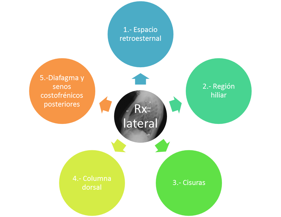 RADIOPAEDIA UDLA JUAN CARLOS JARA SANTAMARÍA 7mo: Rx Lateral