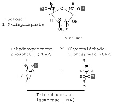 Biology: Glikolisis
