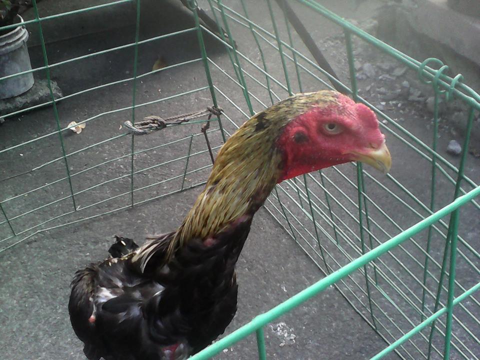 Gamefowl breeders: Shamo and Aseel