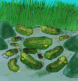 Life Before the Dinosaurs: Phacops.