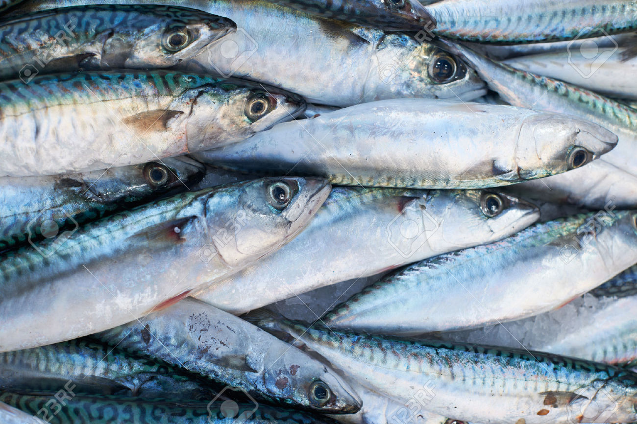 Mackerel in France for Excellence Meals - Mackerel Fish Frozen, Frozen ...