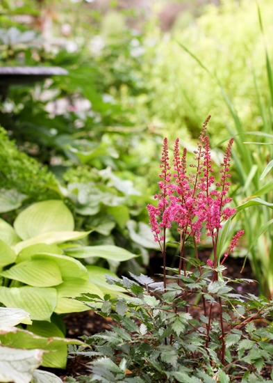 VW Garden: Adding Chartreuse to the Garden