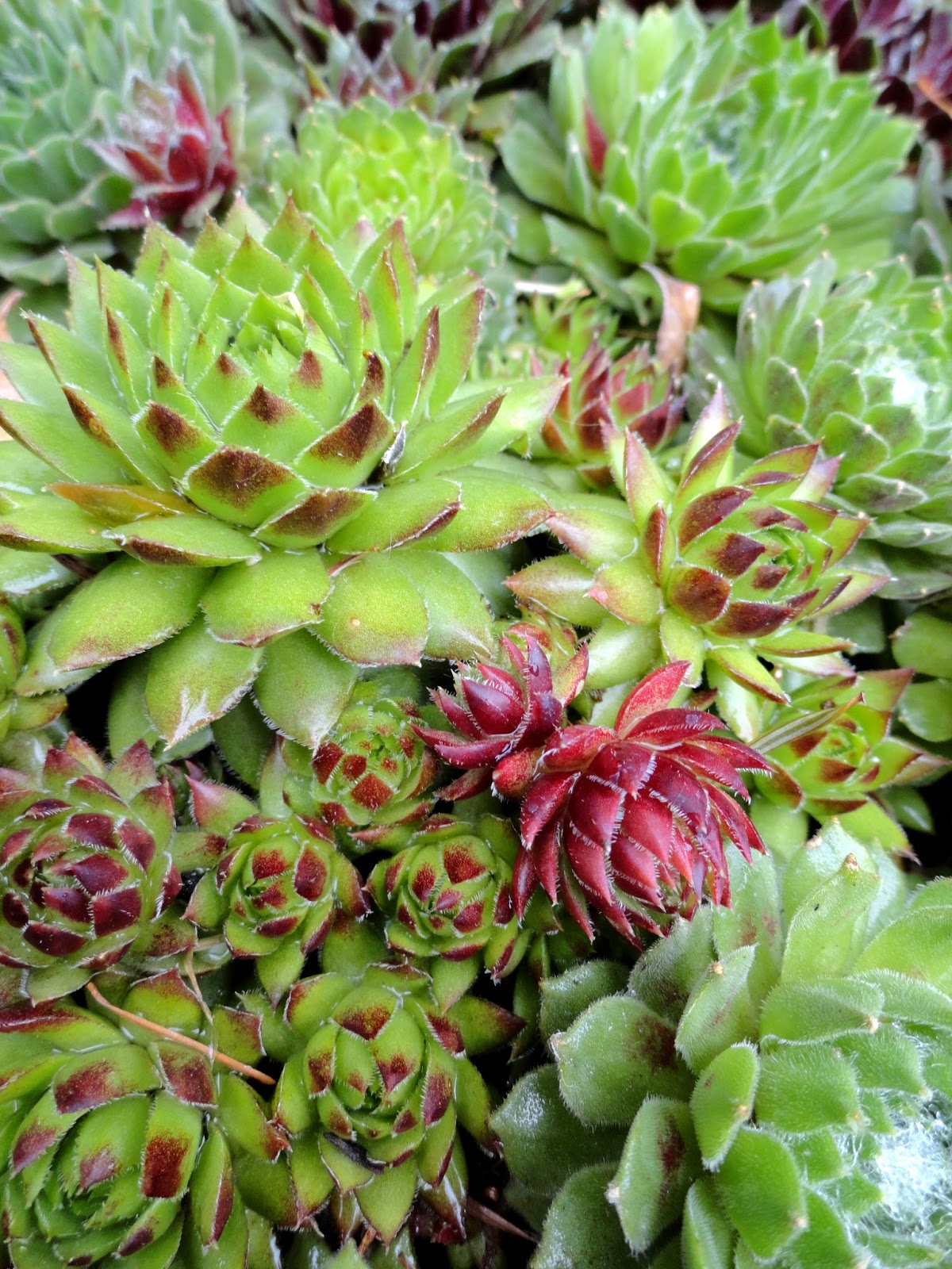 danger garden: Sempervivum; my favorite plant(s) in the garden this week!