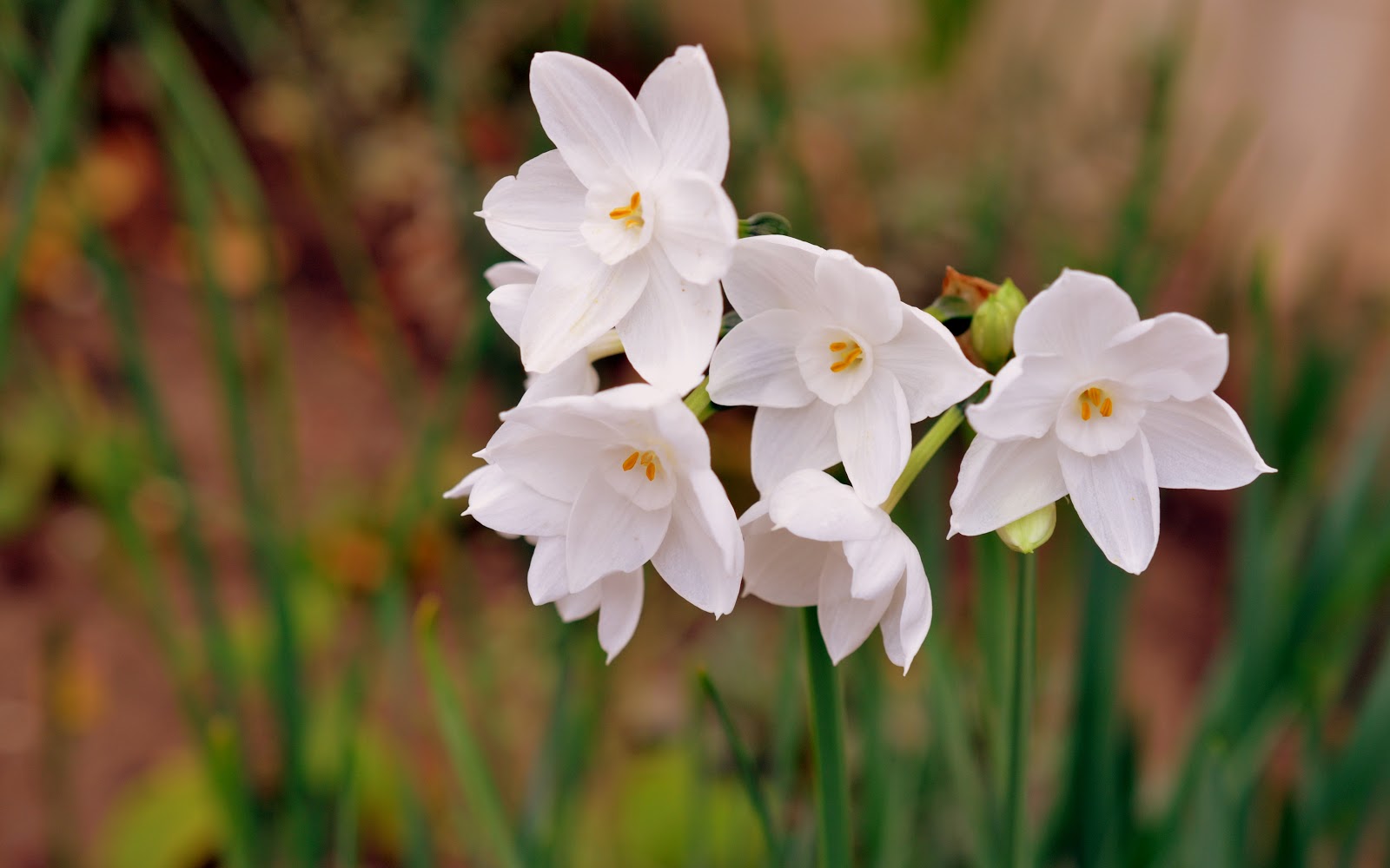 Jurnal de gradina: Florile dalbe