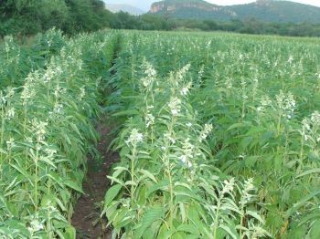 PRODUCCION AGRICOLA: CULTIVO DE AJONJOLI