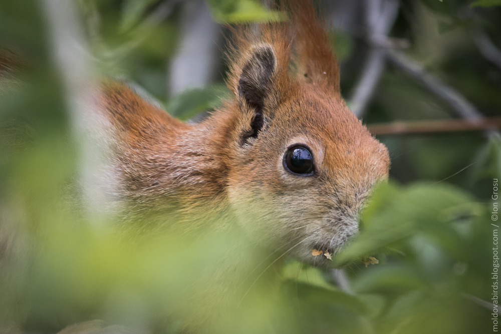 Păsări din Moldova: Pițigoiul codat din Valea Trandafirilor