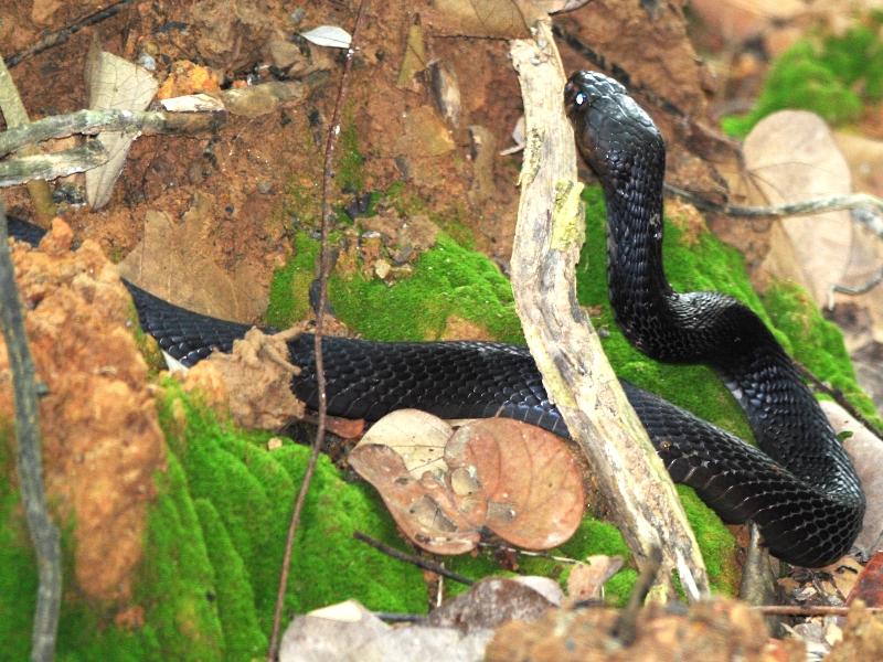 Singapore Wild Animals: Singapore Snakes