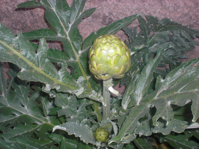 Perfumes y luces de Extremadura: Alcachofa o Alcaucil. Cynara Scolymus.
