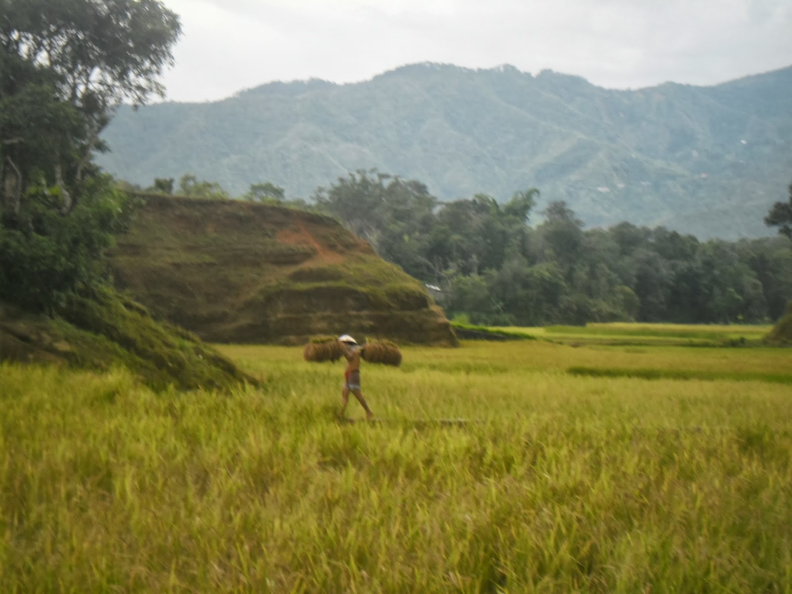 Ifugao Word: Ahiboto' (An attempt at Children Poetry in the Ifugao ...