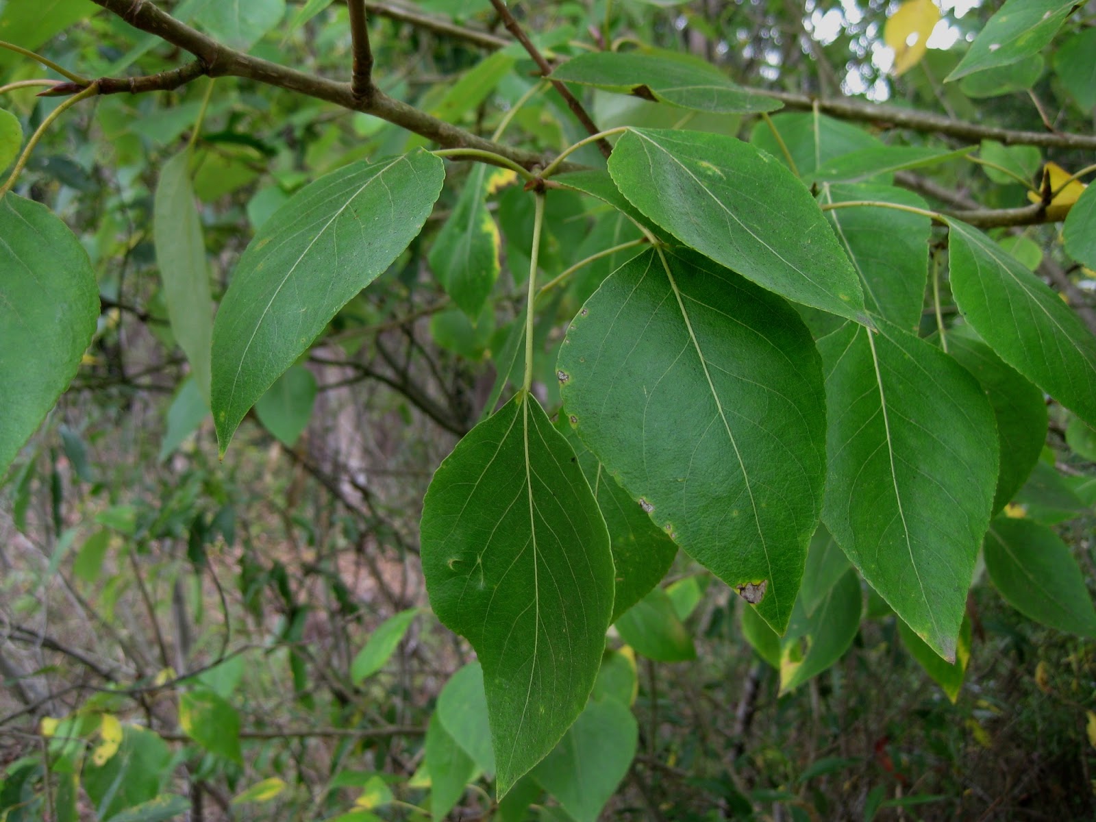 Trees of Santa Cruz County: Populus trichocarpa - Western Poplar