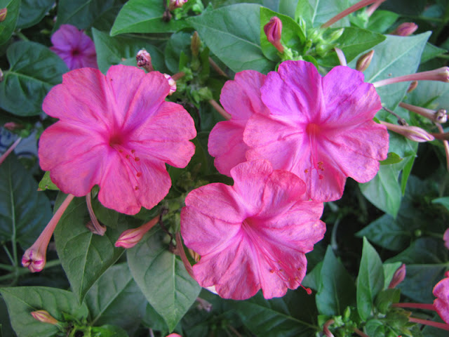 Entre Jaras y Pedreras: COLORIDOS PERICONES. FLORES QUE CAMBIAN DE COLOR.