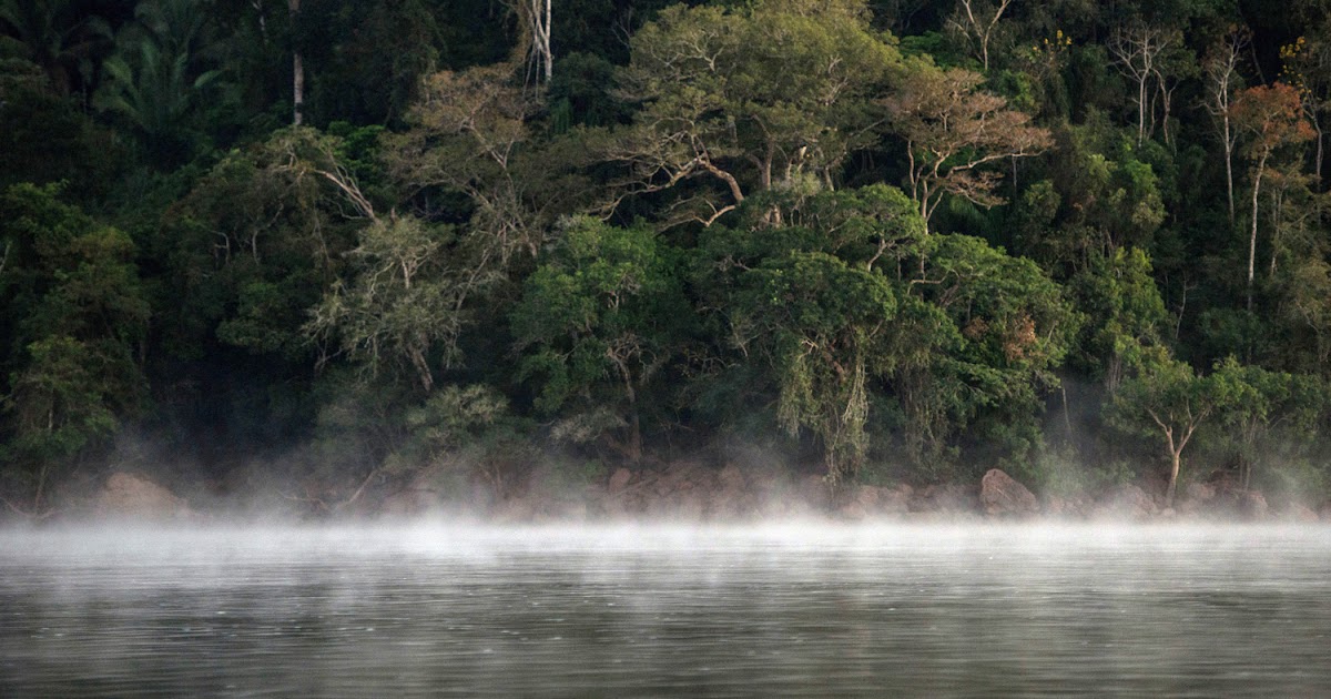 First world survey finds 9,600 tree species risk extinction ~ History ...