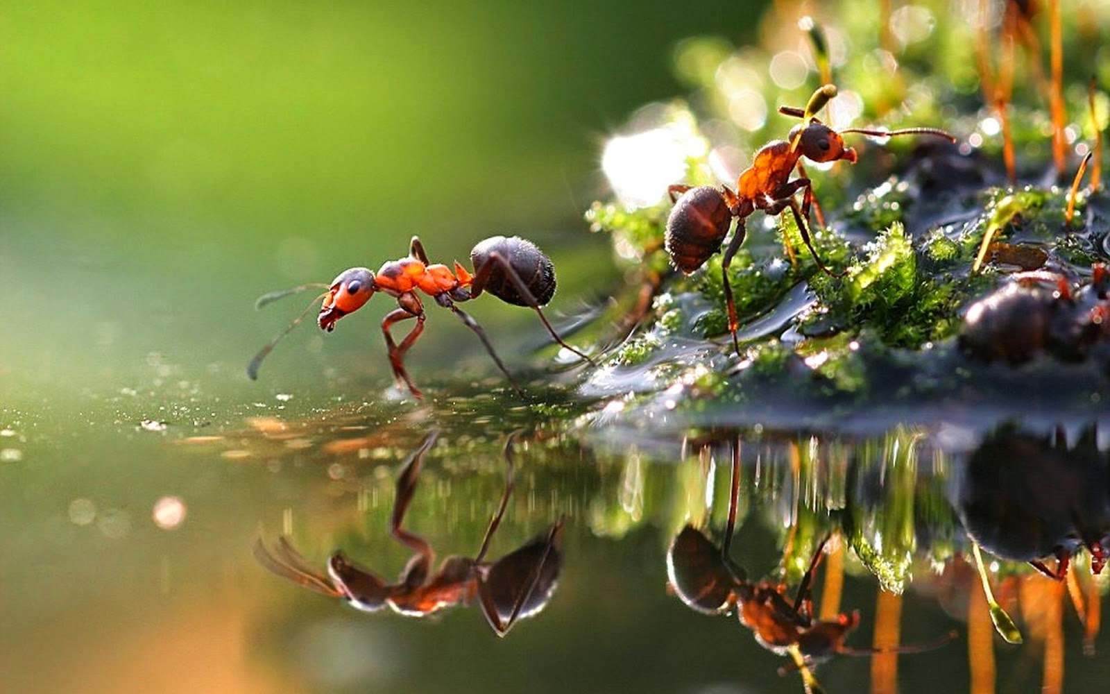 Art Photography of Ants | all about photo