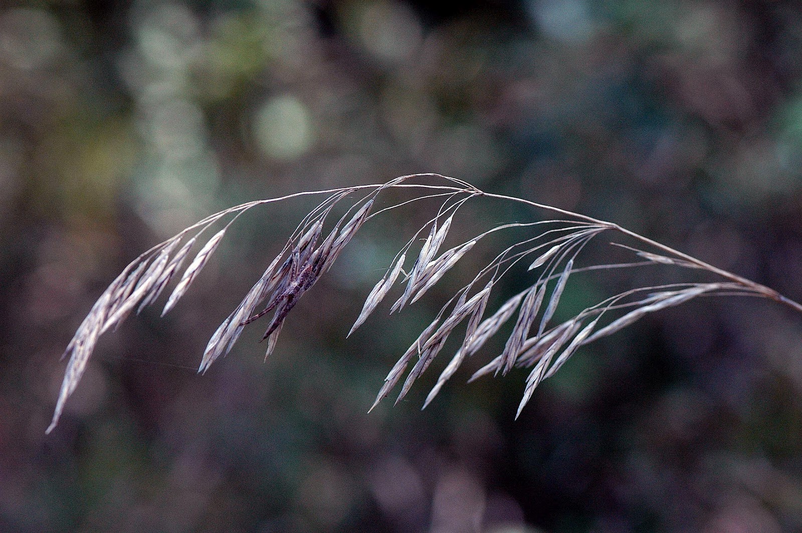 Field Biology in Southeastern Ohio: Grasses Part 2