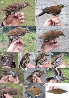 Species New to Science: [Ornithology • 2016] Integrative Taxonomy of ...