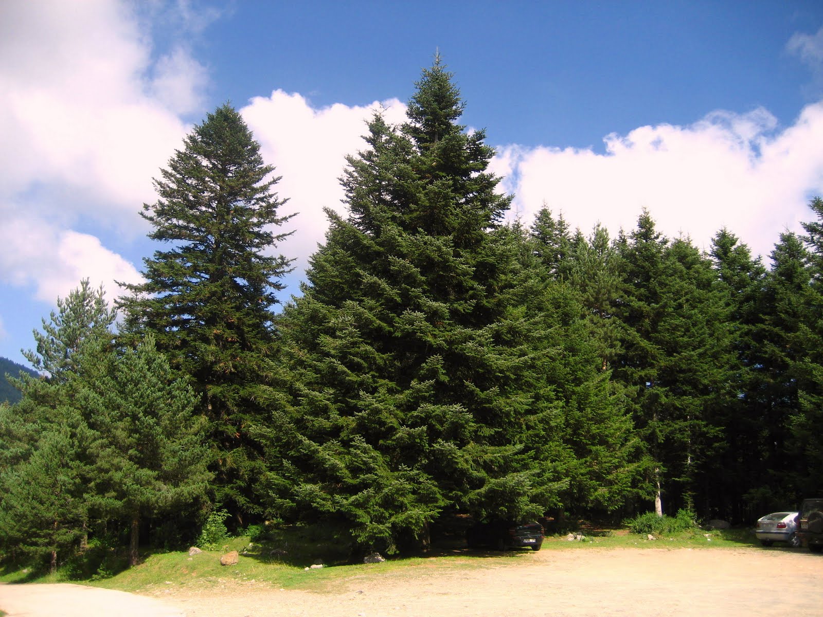 Árboles con alma: Abeto. Avet. (Abies alba)