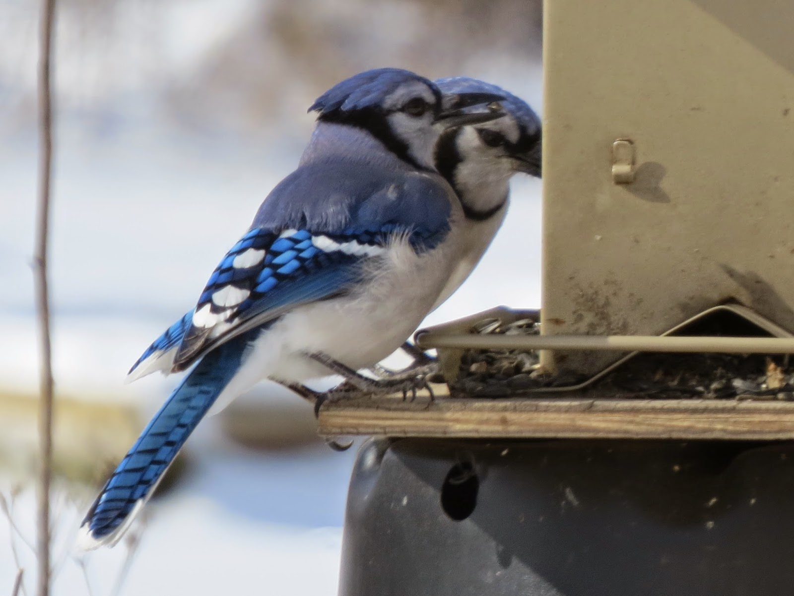 Blue Jay Barrens: Blue Jays