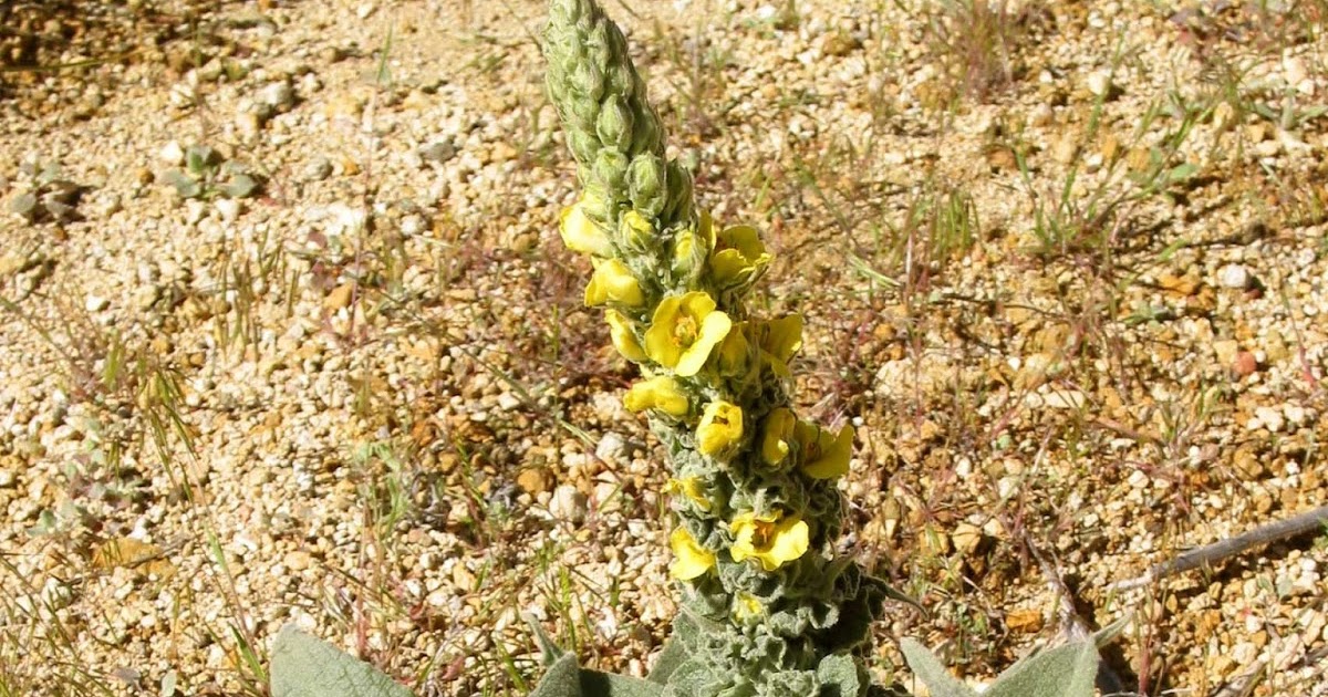 FICHA MEDICINAL GORDOLOBO