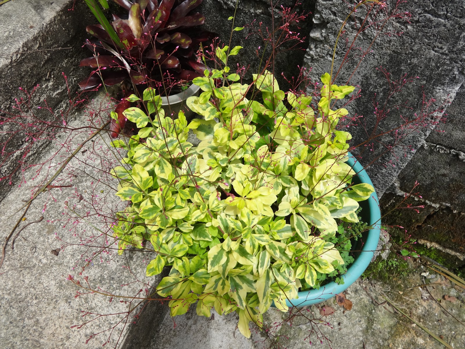 Herbs from Distant Lands: Talinum triangulare - Philippine Spinach ...