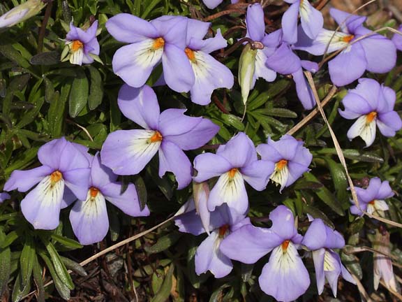 Ecobirder: Dog Violet