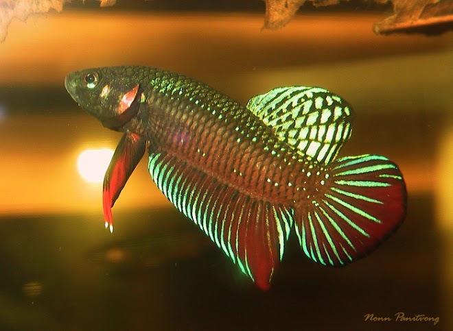 African Pike Characin ( Hepsetus Odoe )